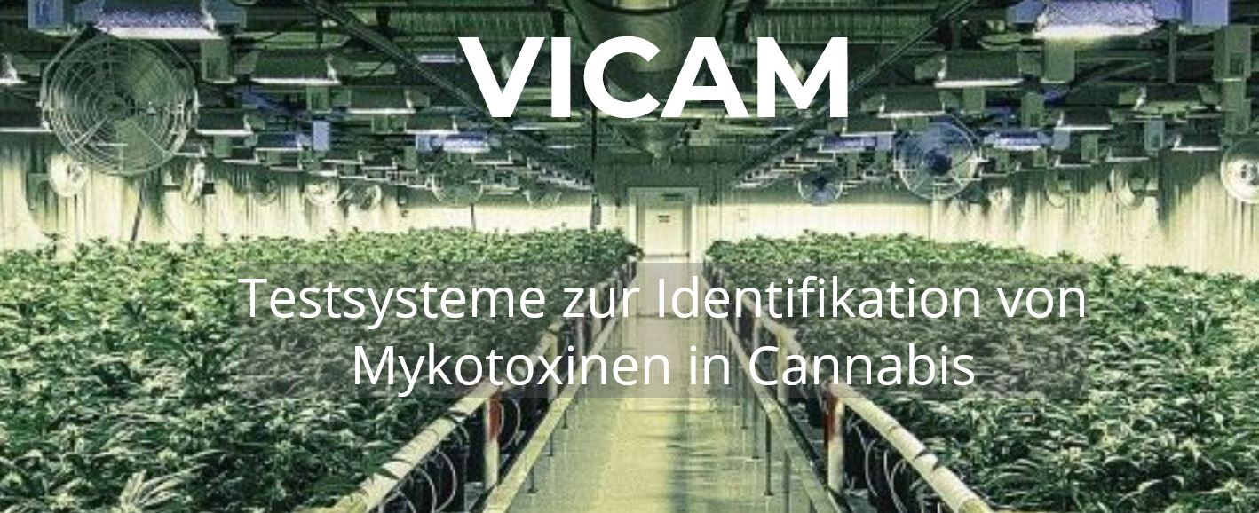 VICAM test method for mycotoxins in cannabis - RUTTMANN